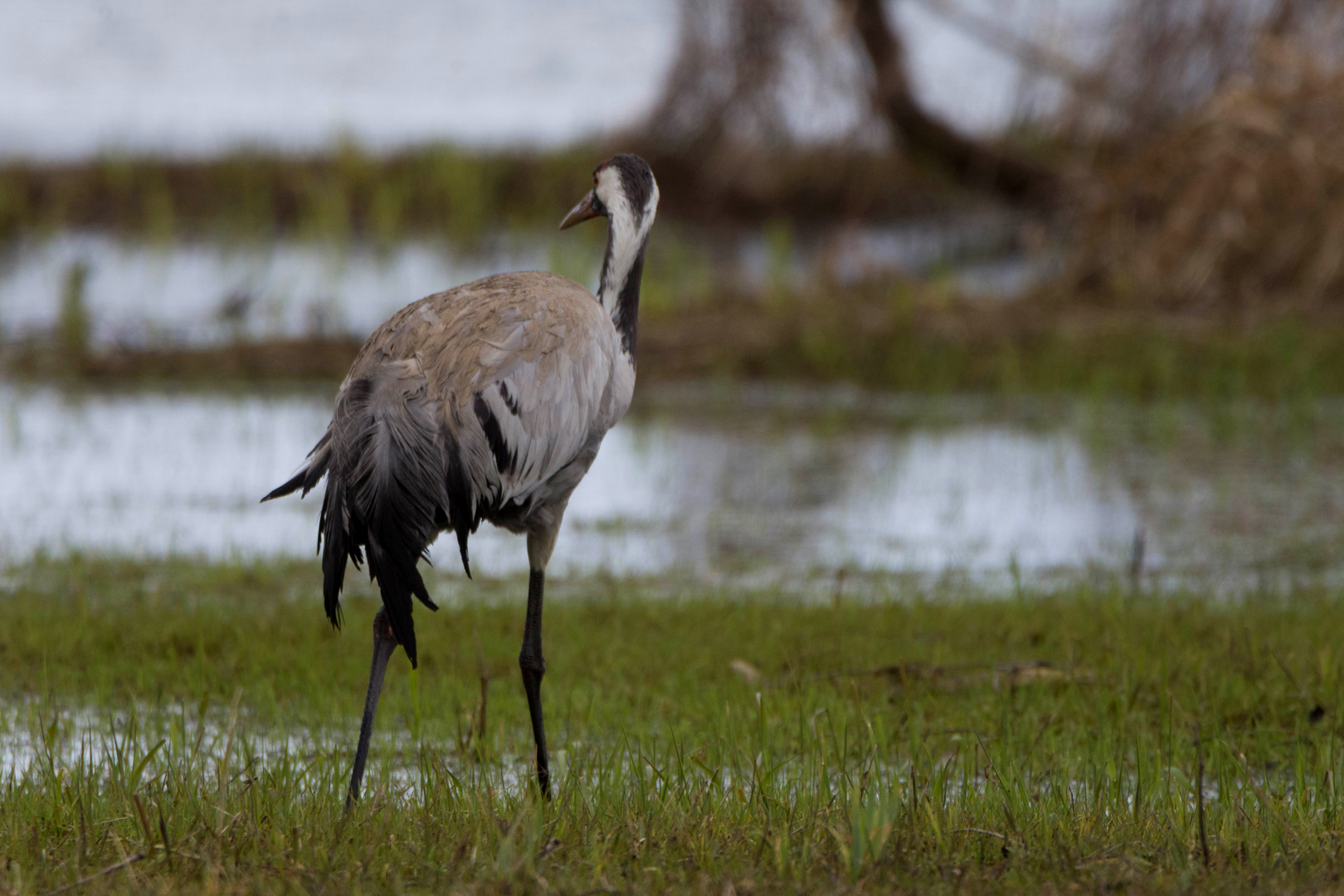 "Ein schöner Rücken kann auch entzücken" Foto & Bild | tiere, wildlife ...
