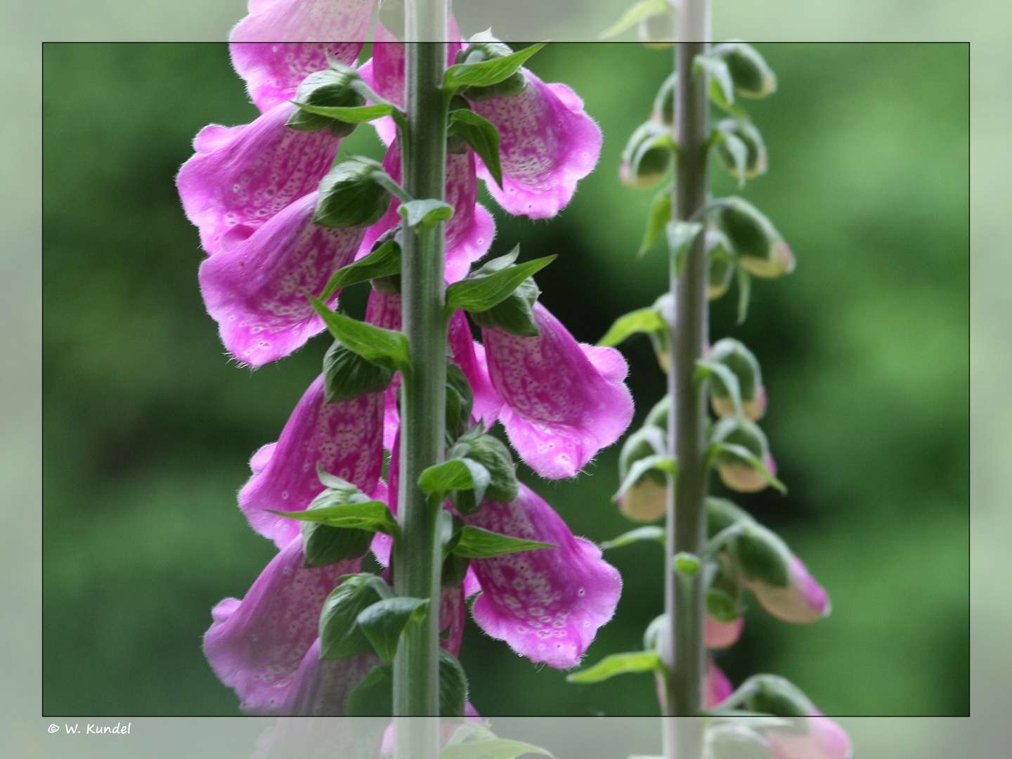 Ein schöner Rücken kann auch entzücken Foto & Bild | pflanzen, pilze ...