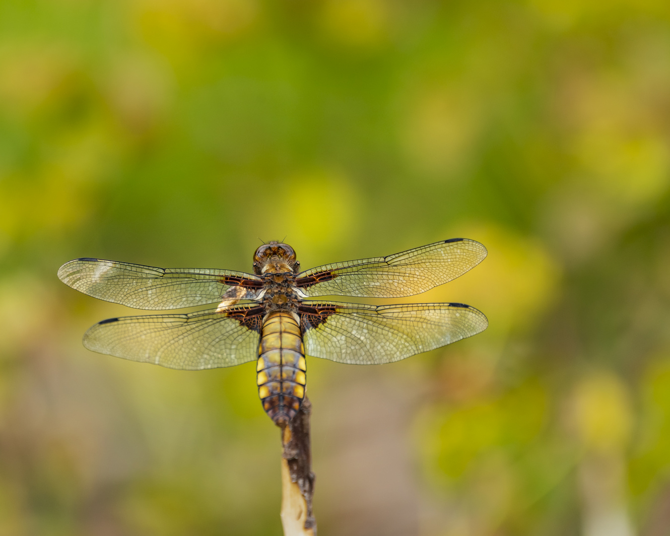 ein schöner Rücken kann auch entzücken... Foto & Bild | tiere, wildlife ...