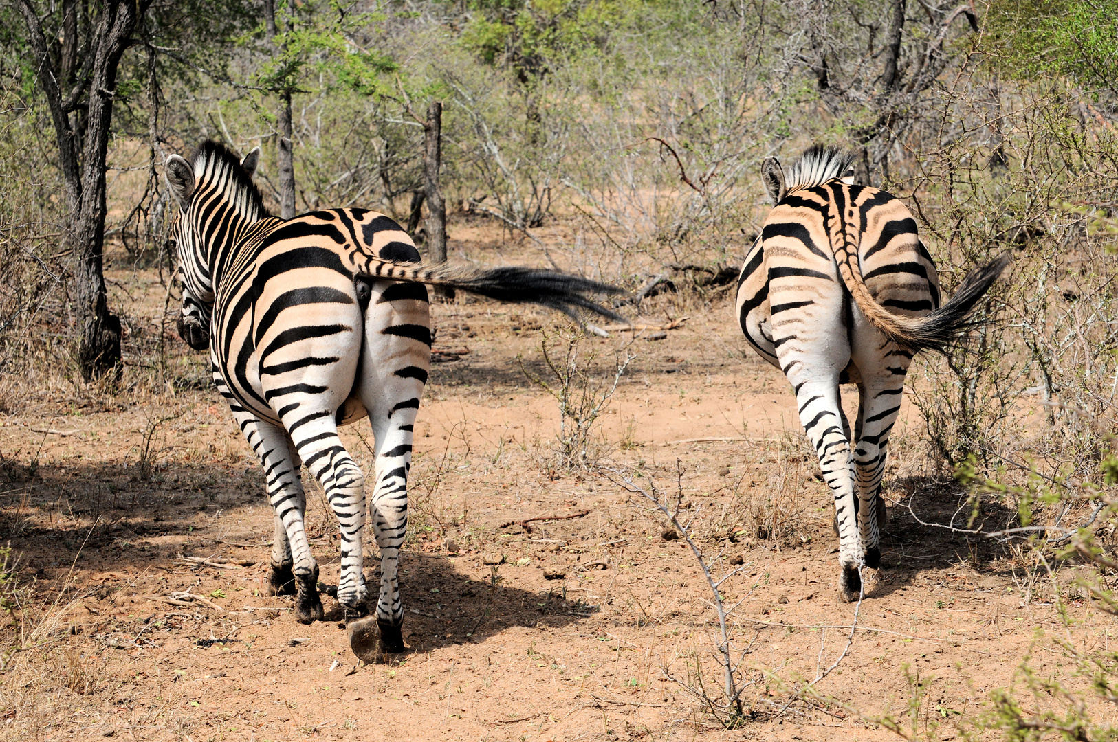 Ein schöner Rücken, kann auch entzücken… Foto & Bild | africa, southern ...