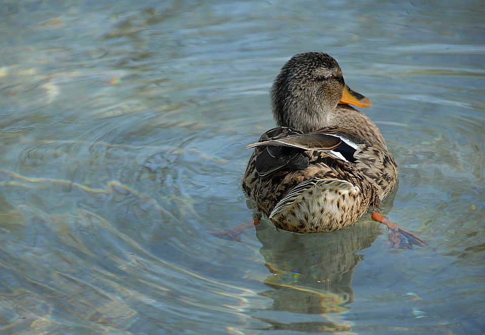 ein schöner Rücken kann auch entzücken ... Foto & Bild | tiere ...