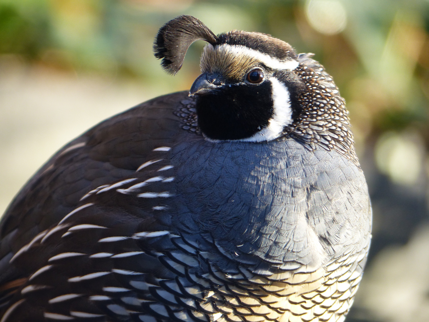 Ein schöner Schopf... Foto & Bild | tiere, tierdetails, natur Bilder ...