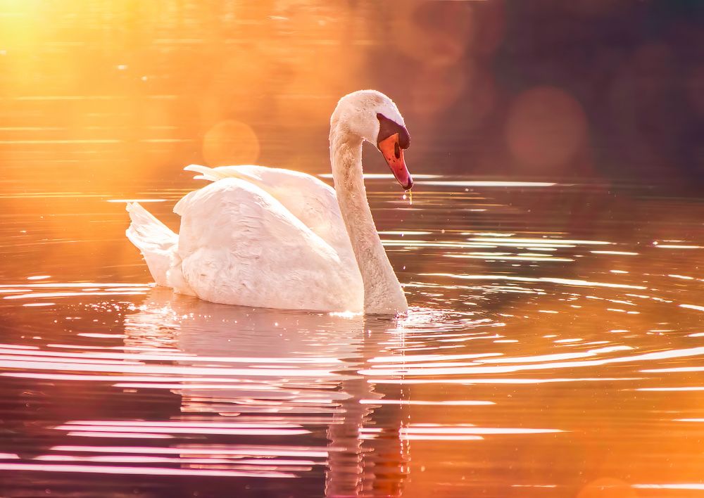 Ein Schwan Foto & Bild | tiere, wildlife, wild lebende vögel Bilder auf ...