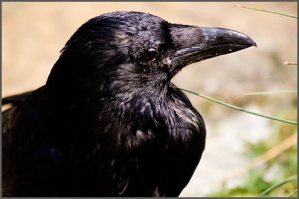 Ein schwarzer Rabe Foto & Bild | tiere, wildlife, wild lebende vögel ...