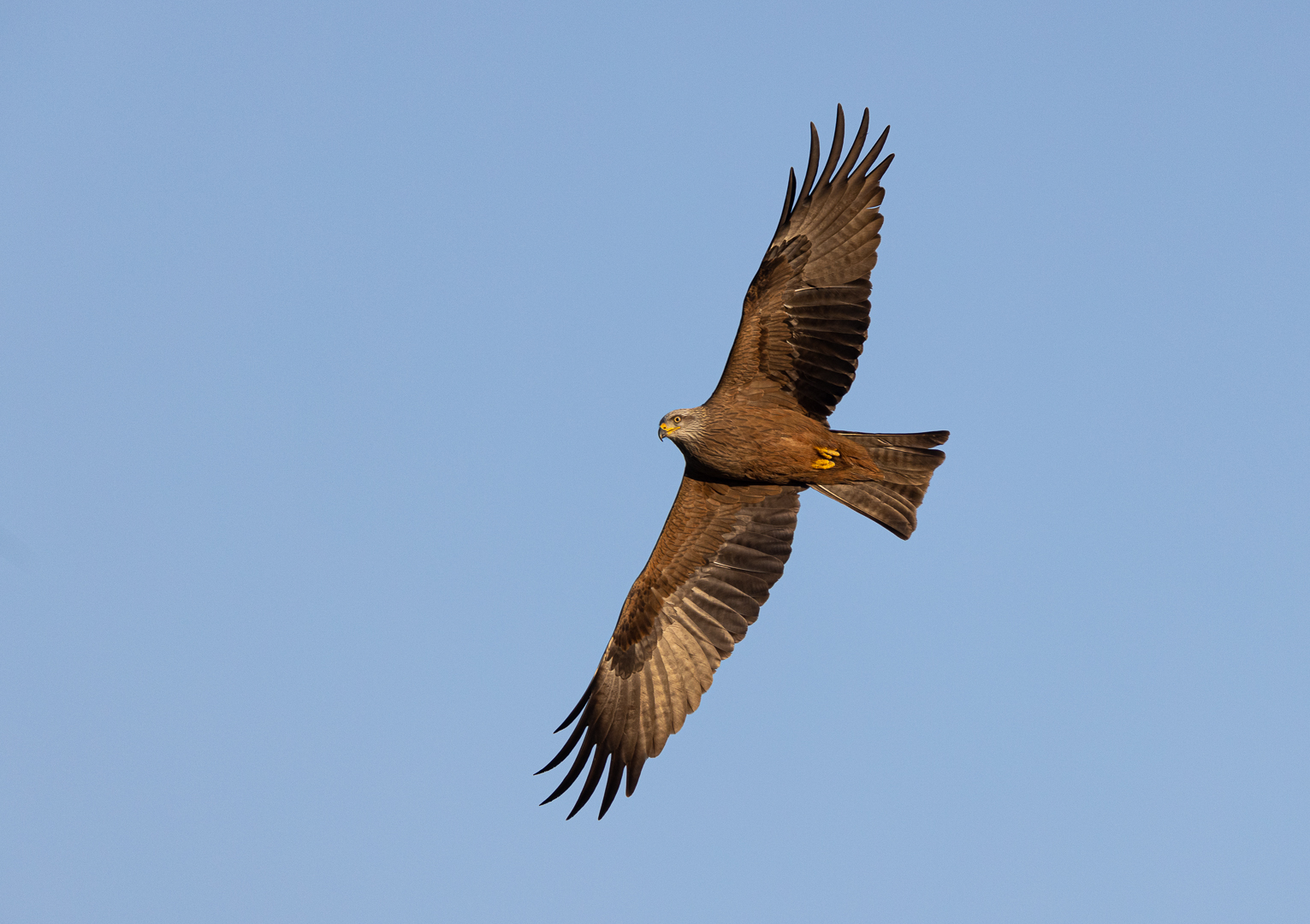 Ein Schwarzmilan ... Foto & Bild | tiere, wildlife, wild lebende vögel ...