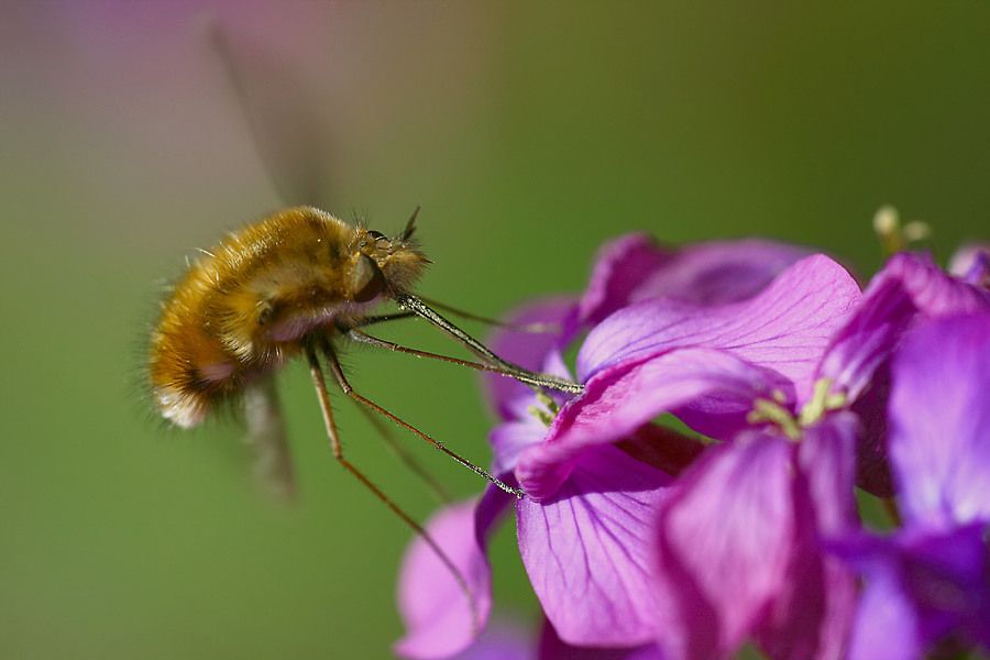Ein schwieriges Unterfangen... Foto & Bild | tiere, wildlife, insekten ...