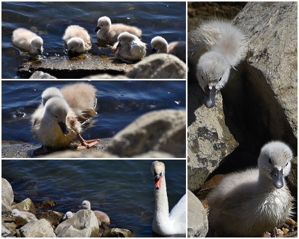 ein schwieriges Unterfangen... Foto & Bild | tiere, wildlife, wild ...