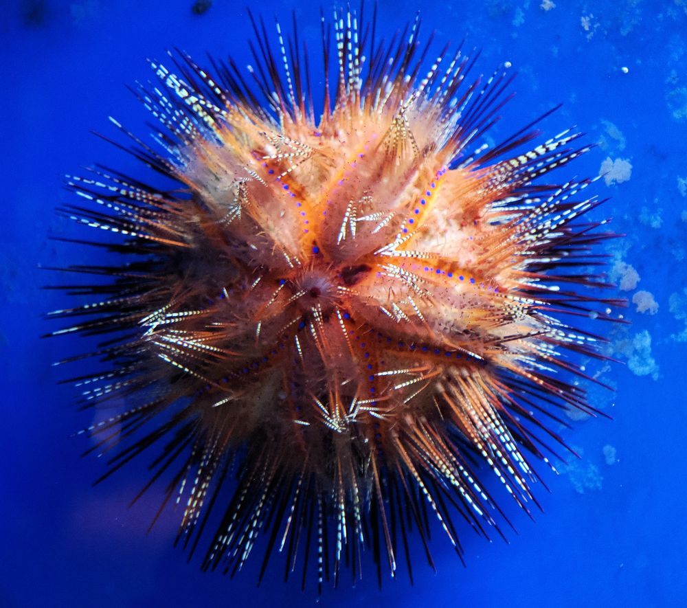 Ein Seeigel für euch … Foto & Bild | fotos, natur, tiere Bilder auf ...