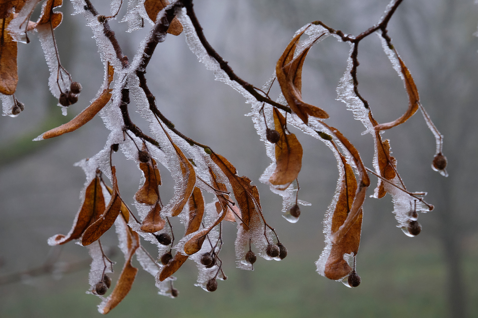 Ein sehr kalter Herbsttag Foto & Bild | europe, Österreich, landschaft ...