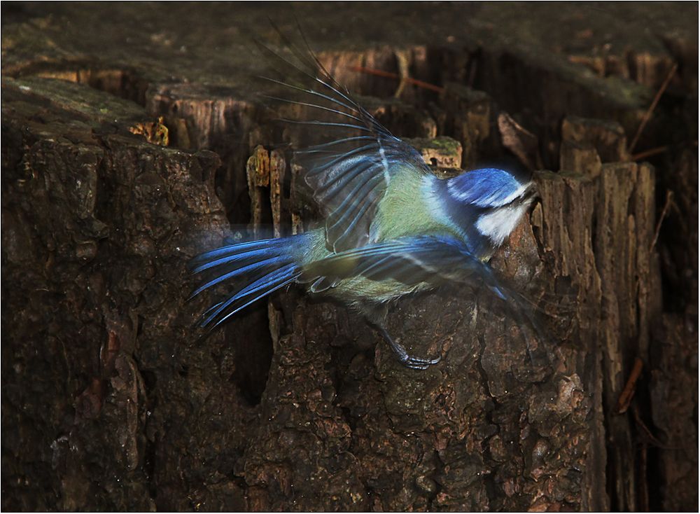 Ein sehr seltener Vogel ... Foto & Bild | tiere, wildlife, wild lebende vögel Bilder auf ...