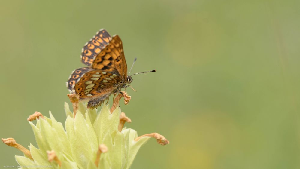 Ein selten gezeigter Falter.... Foto & Bild | natur, nahaufnahme ...