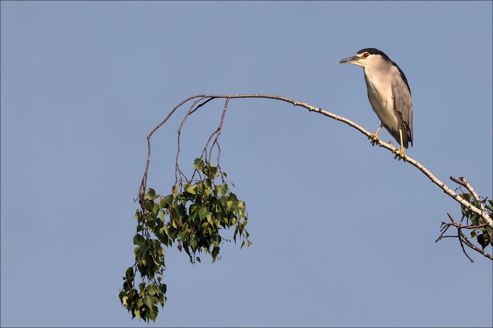 Ein seltener Gast 1 Foto & Bild | natur, vogel, tiere Bilder auf fotocommunity