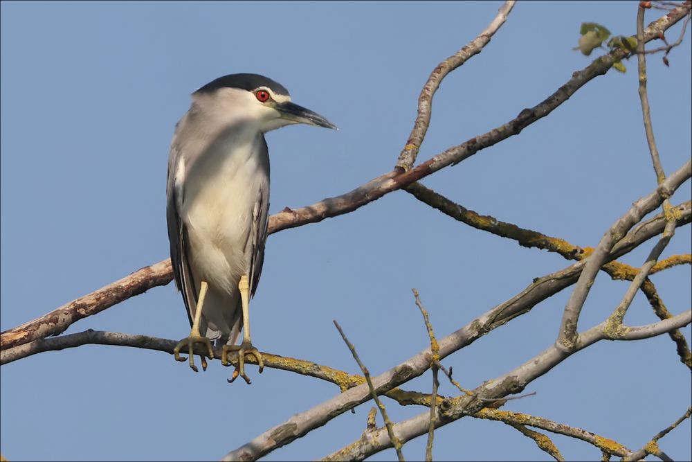 Ein seltener Gast 2 Foto & Bild | natur, vogel, tiere Bilder auf fotocommunity