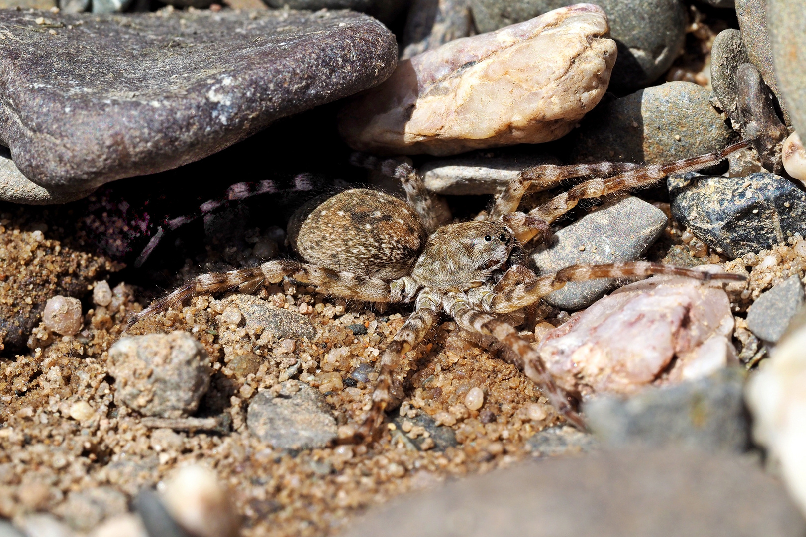 Ein Seltenes Exemplar Foto And Bild Tiere Wildlife Spinnen Bilder