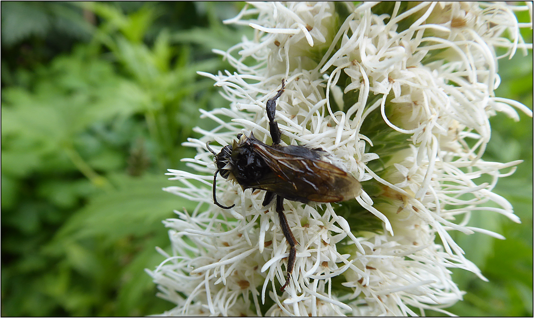 Ein seltsames Insekt ... Foto & Bild | natur, nahaufnahme, insekt ...