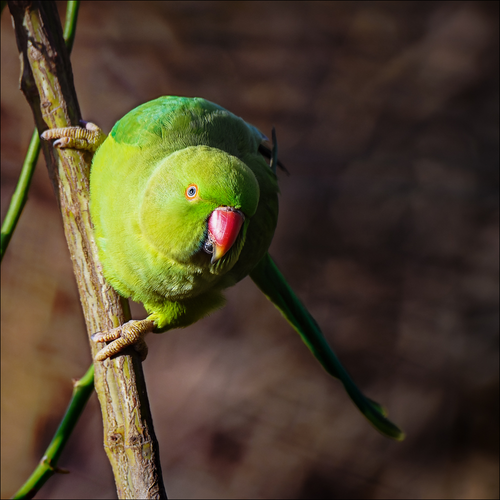 Ein Sittich Foto & Bild | tiere, wildlife, wild lebende vögel Bilder ...