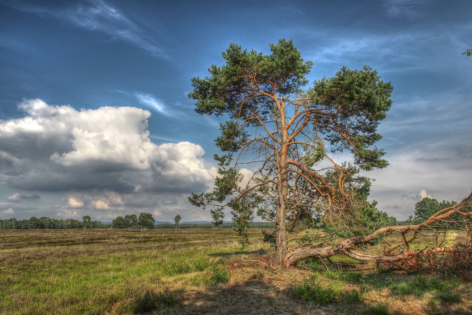 Ein Sommertag in der Senne... Foto & Bild | deutschland, europe ...