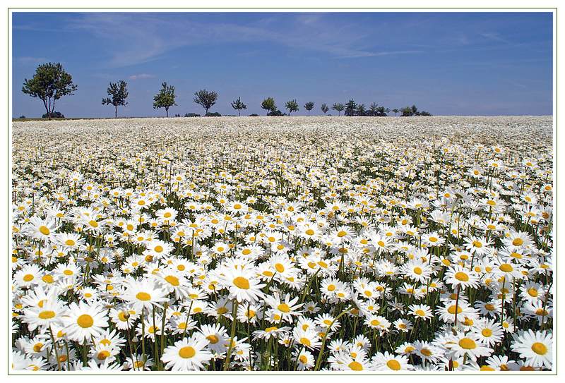 Ein Sommertraum Foto & Bild | jahreszeiten, sommer, blumen und insekten ...