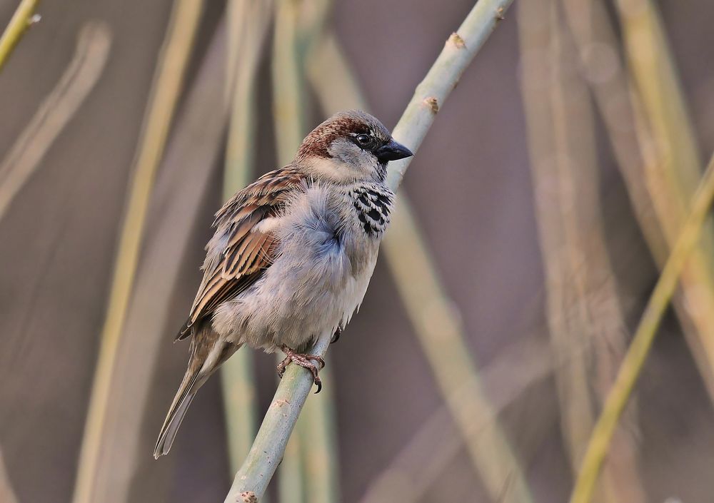Ein Spatz Foto & Bild | natur, sperling, tiere Bilder auf fotocommunity