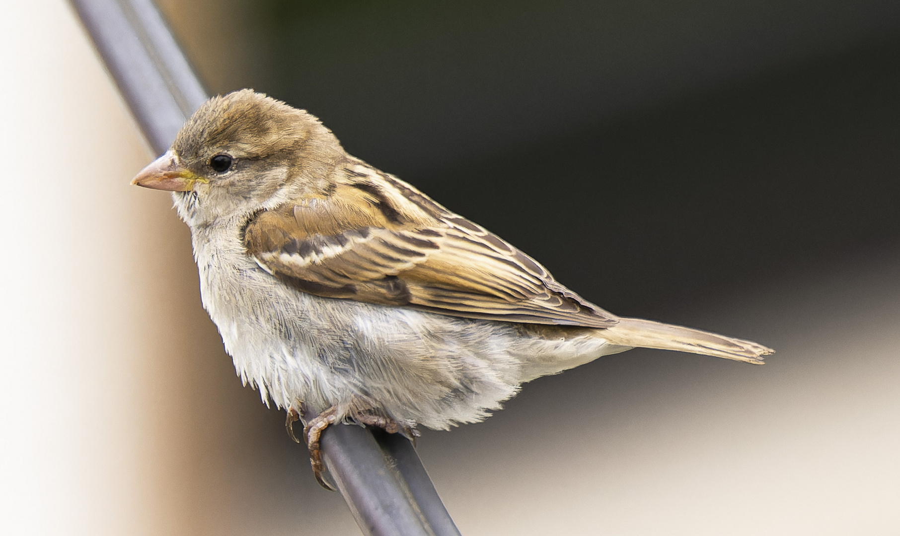 Ein Spatz Foto & Bild | tiere, wildlife, wild lebende vögel Bilder auf ...
