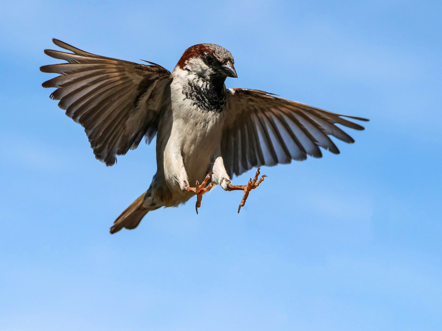 Ein Spatz im Anflug auf den Ansitz Foto & Bild | tiere, wildlife, wild ...