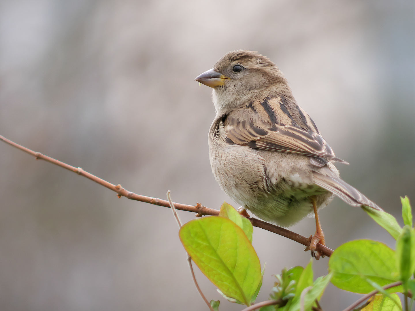 Ein Spatz in Paris Foto & Bild | tiere, wildlife, wild lebende vögel ...