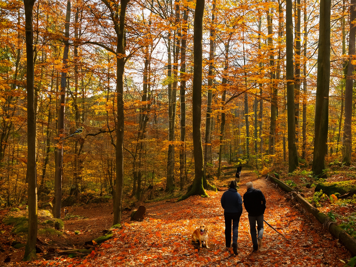 Ein Spaziergang im Herbst Foto & Bild | spezial, outdoor, natur Bilder ...