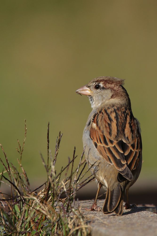 ein Sperling Foto & Bild | tiere, wildlife, wild lebende vögel Bilder ...