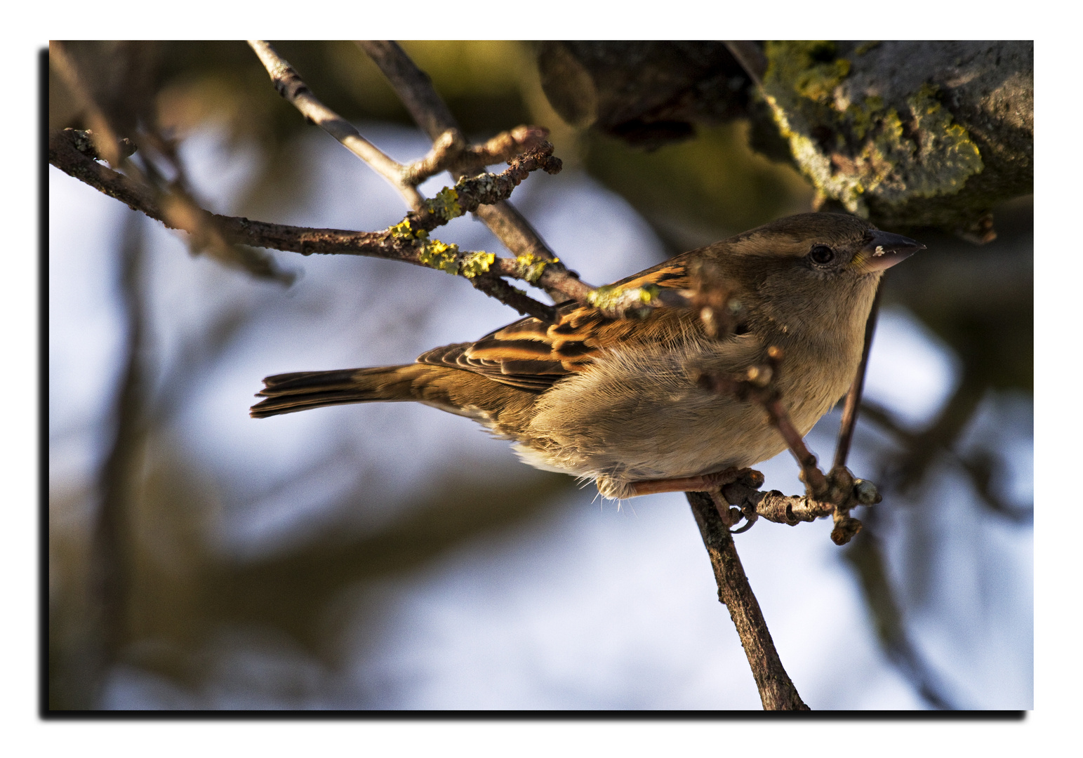 Ein Sperling im schönen Licht Foto & Bild | tiere, wildlife, wild ...