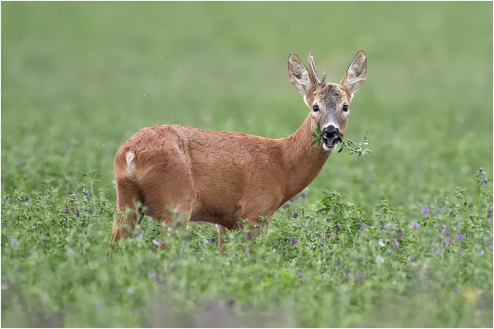 Ein starker Bock Foto & Bild | tiere, wildlife, säugetiere Bilder auf ...