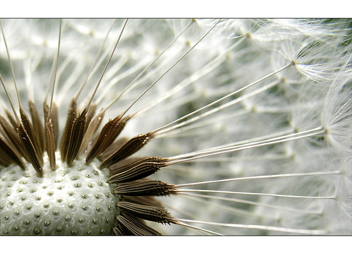 Ein Statement für eine eigene Pusteblumen-Sektion :-) Foto & Bild | pflanzen, pilze & flechten ...
