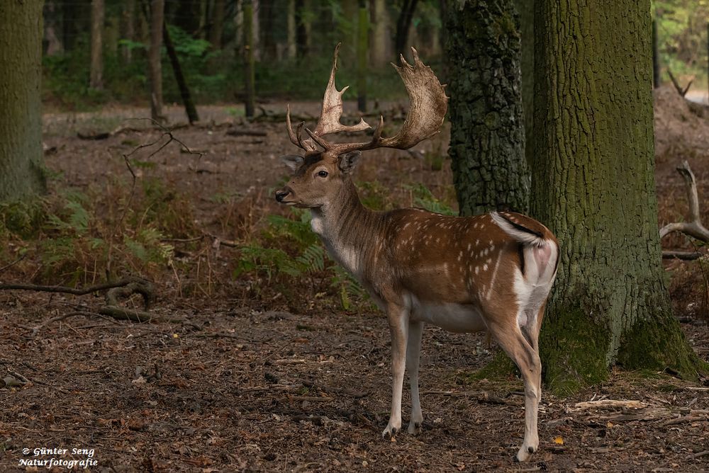 Ein stattlicher Bursche Foto & Bild | natur, tiere, säugetiere Bilder ...