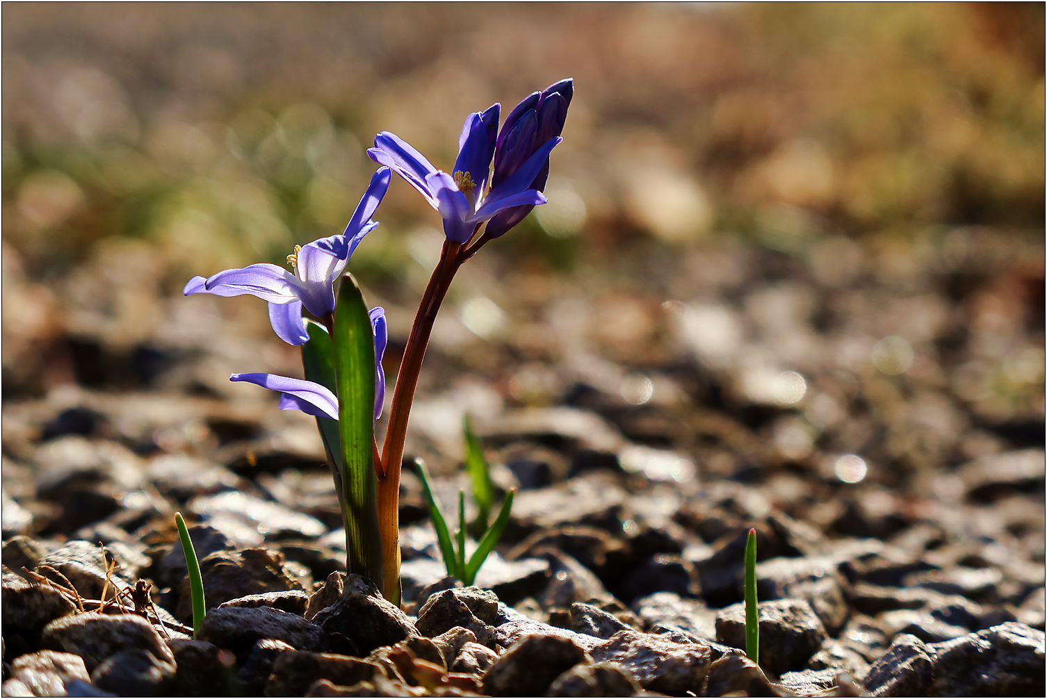 Ein steiniger Weg... Foto & Bild | deutschland, europe, sachsen Bilder ...