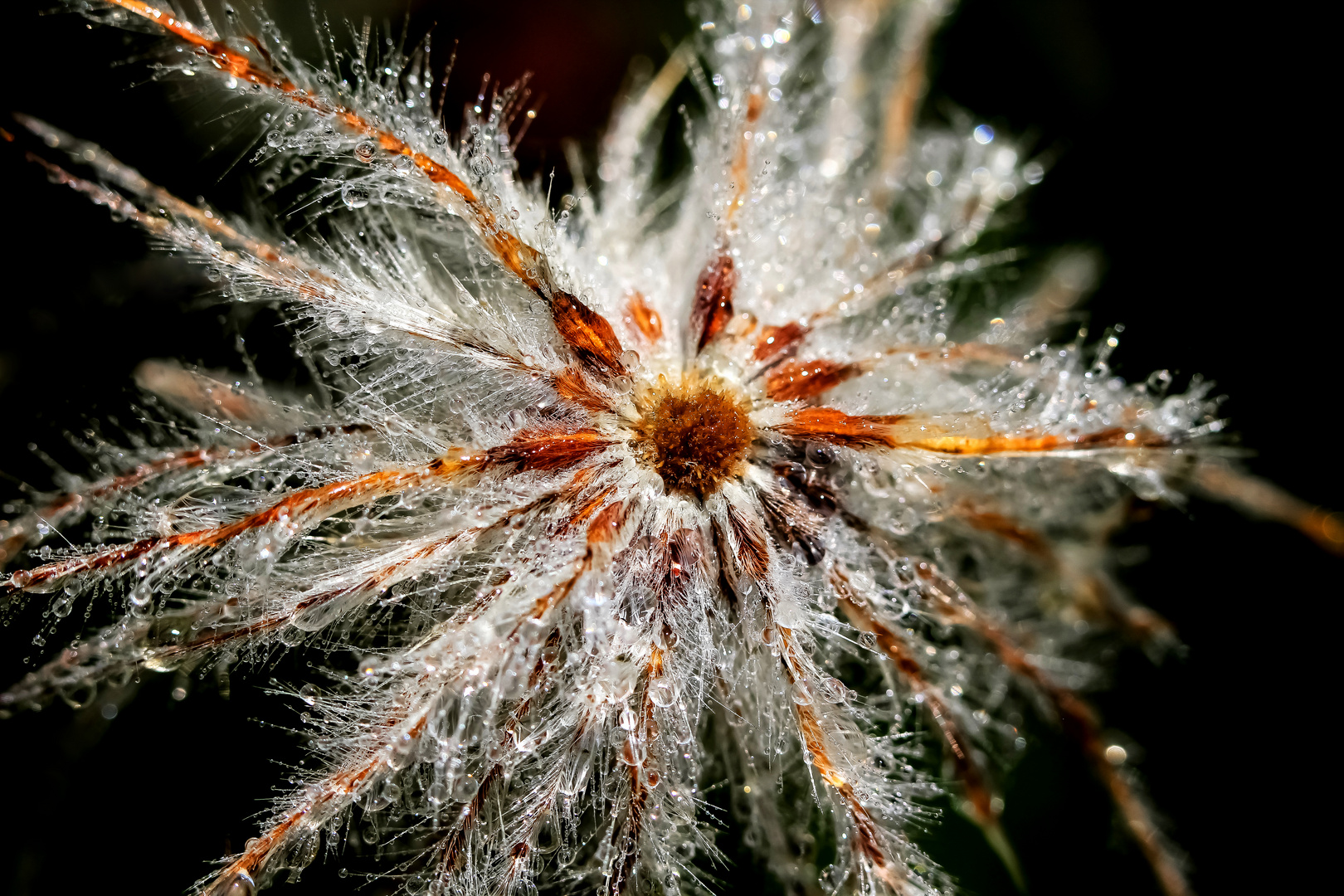 Ein Stern Foto & Bild | spezial, sommer, wasser Bilder auf fotocommunity