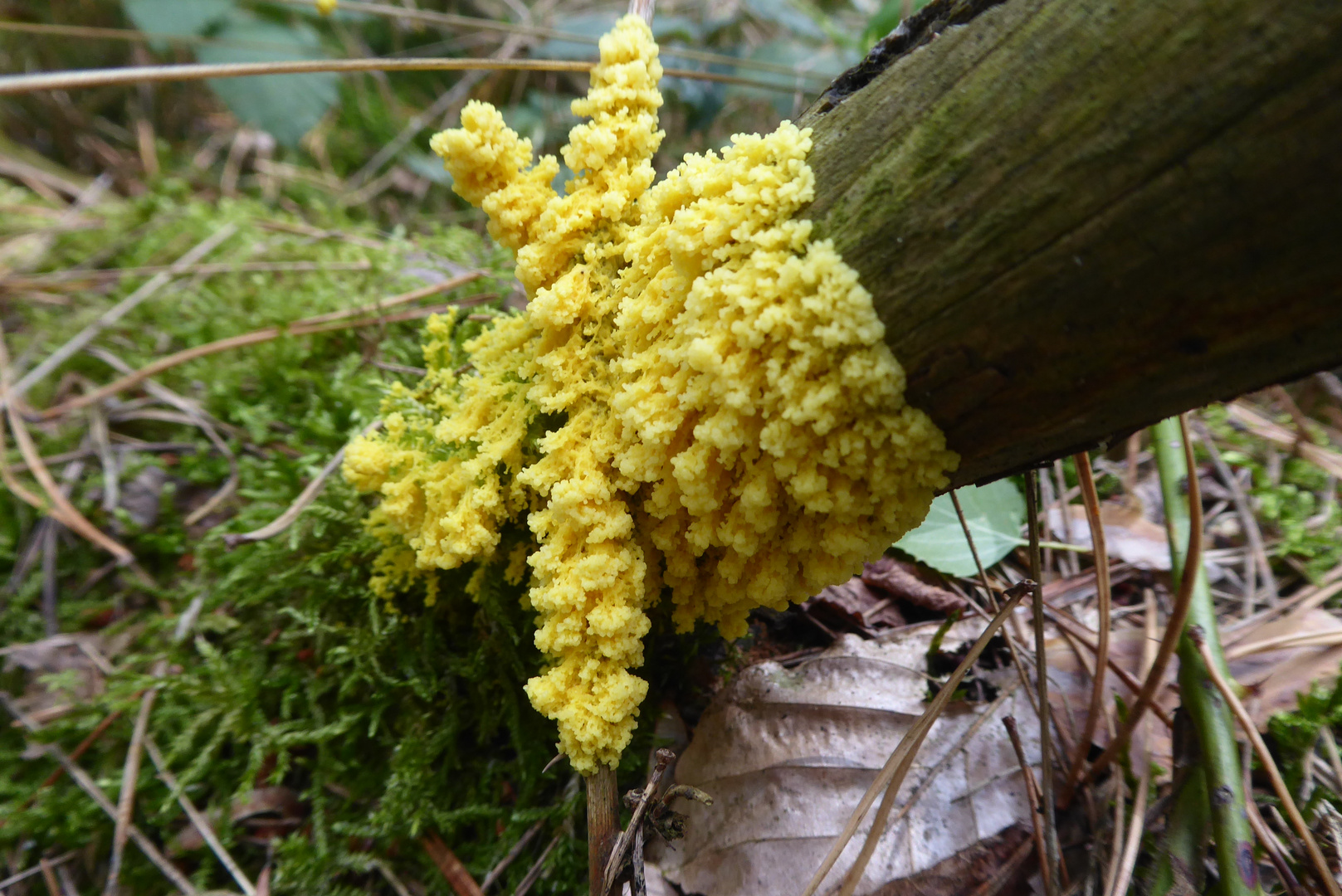 Ein Stern .... Foto & Bild | fotos, wald, natur Bilder auf fotocommunity