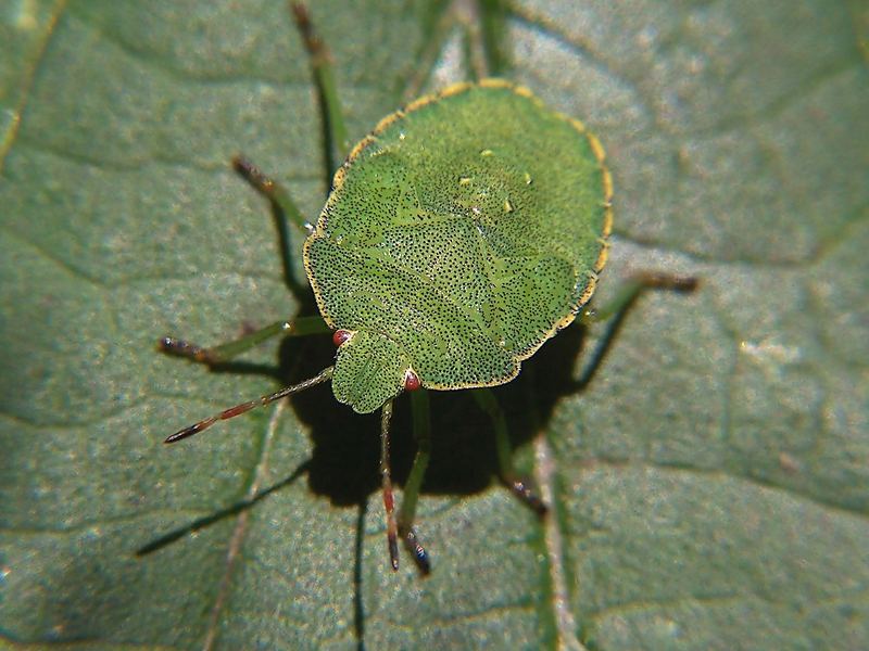 Ein Stinkkäfer mit Dackelblick Foto & Bild | tiere, wildlife, insekten ...
