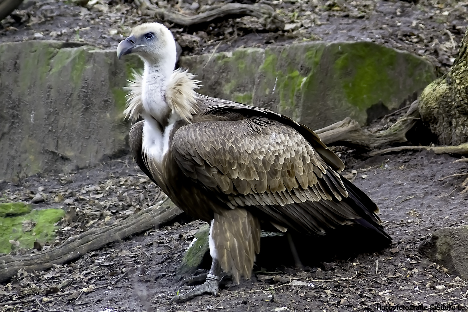 Ein stolzer Geier Foto & Bild | natur, tiere, vögel Bilder auf ...