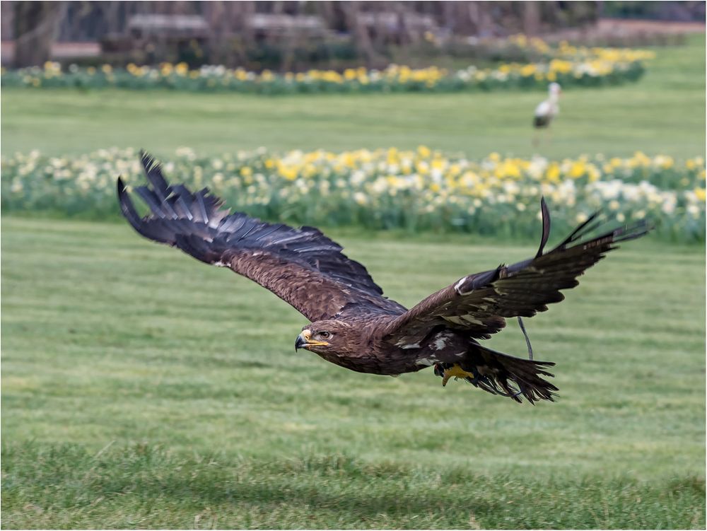 Ein stolzer Greif..... Foto & Bild | nature, outdoor, natur Bilder auf ...