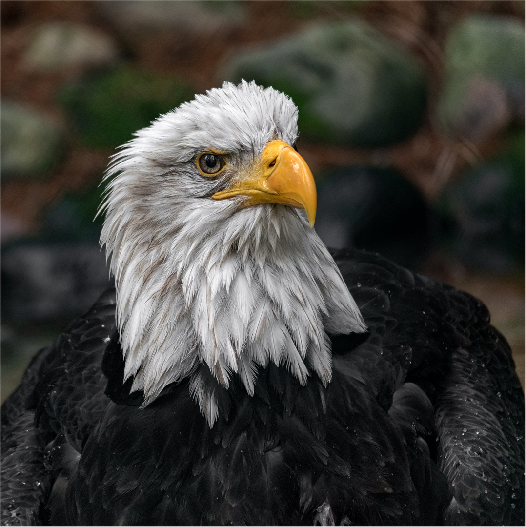 Ein stolzer Greif Foto & Bild | natur, schön, porträt Bilder auf ...