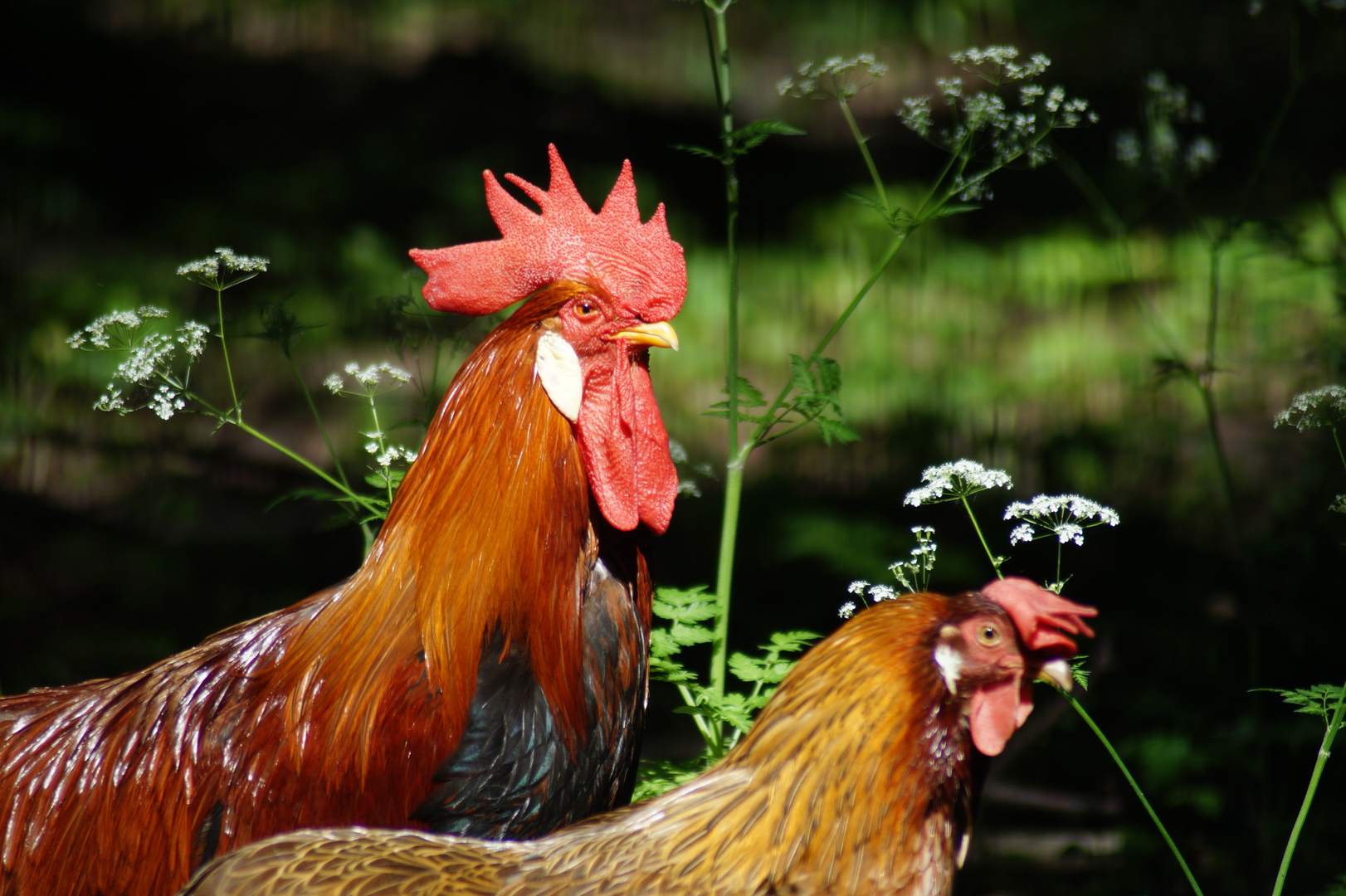 Ein stolzer Hahn Foto & Bild | tiere, haustiere, nutztiere Bilder auf ...