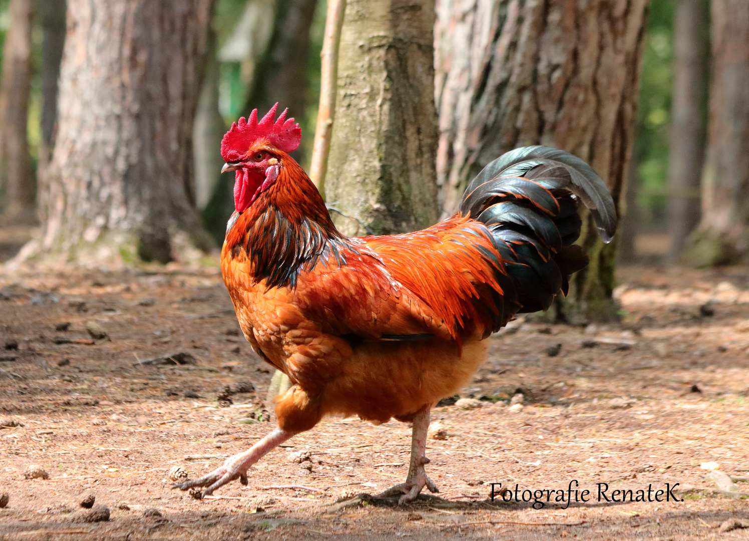 Ein stolzer Hahn Foto & Bild | deutschland, europe, nordrhein ...