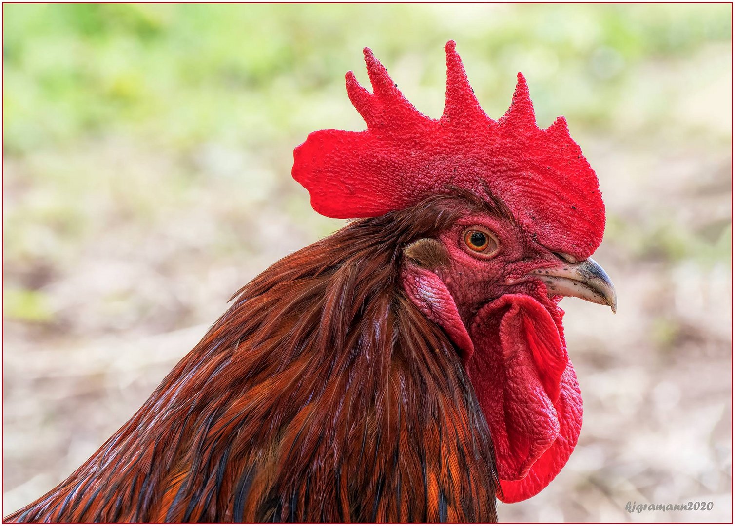 ein stolzer hahn.... Foto & Bild | natur, hahn, tiere Bilder auf ...