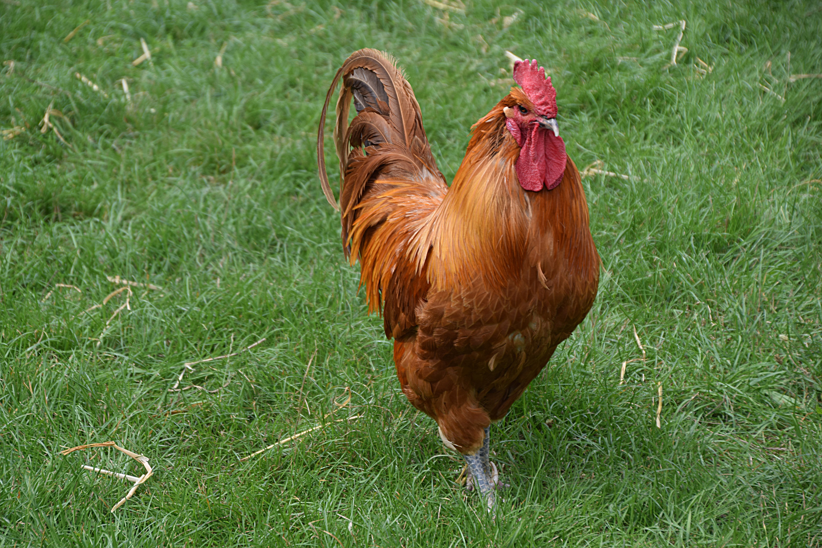 Ein stolzer Hahn Foto & Bild | tiere, natur, hahn Bilder auf fotocommunity