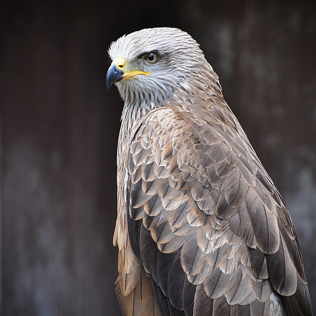 Ein stolzer Räuber.. Foto & Bild | natur-kreativ, dokumentation, winter ...