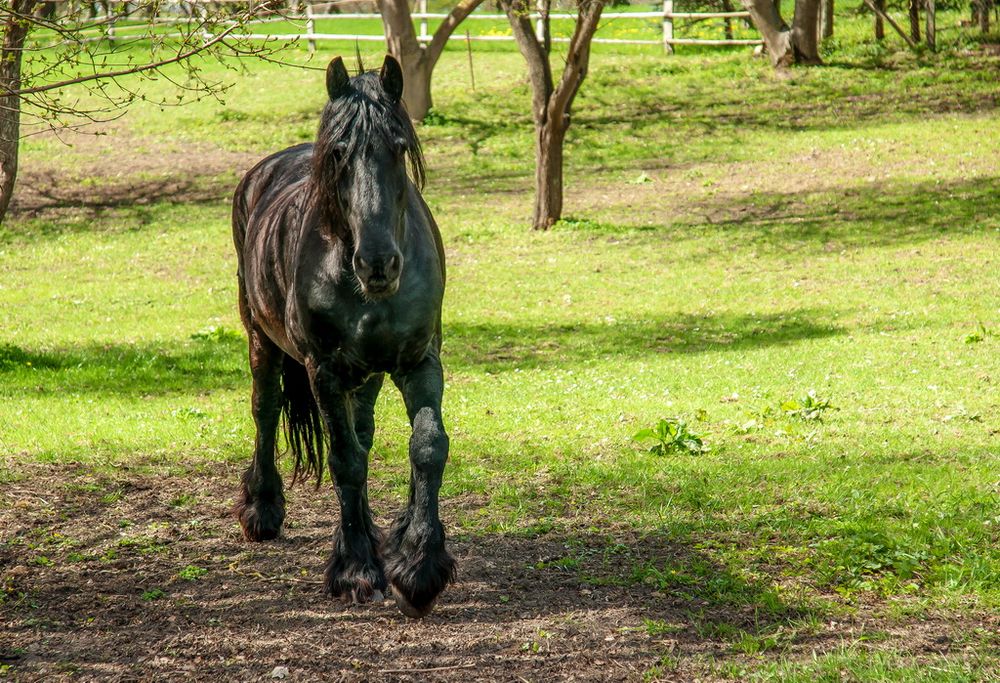 Ein Stolzer Rappe Foto & Bild | tiere, pferd, natur Bilder auf ...