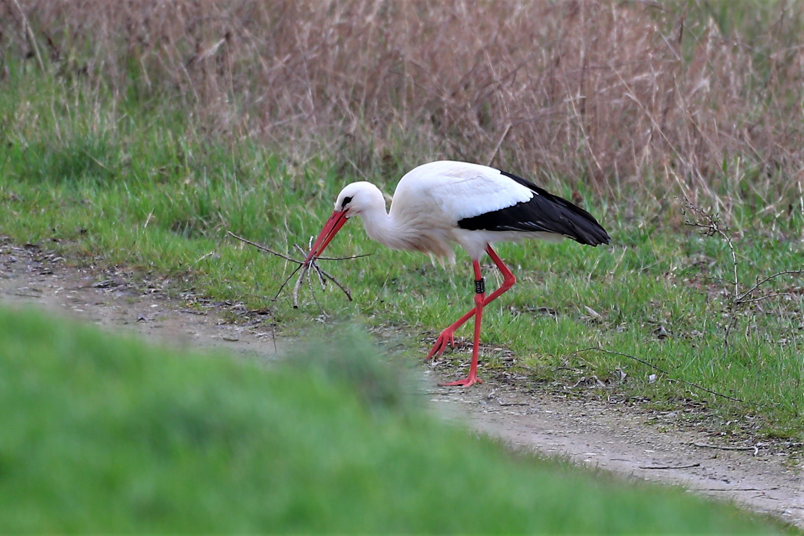 Ein Storch sucht kleine Stöcke Foto & Bild | fotos, natur, landschaft ...