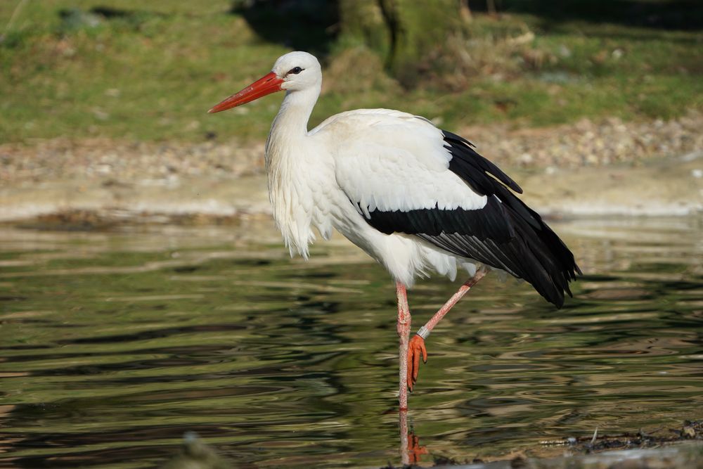 Ein Storch wie man ihn kennt Foto & Bild | tiere, zoo, wildpark ...