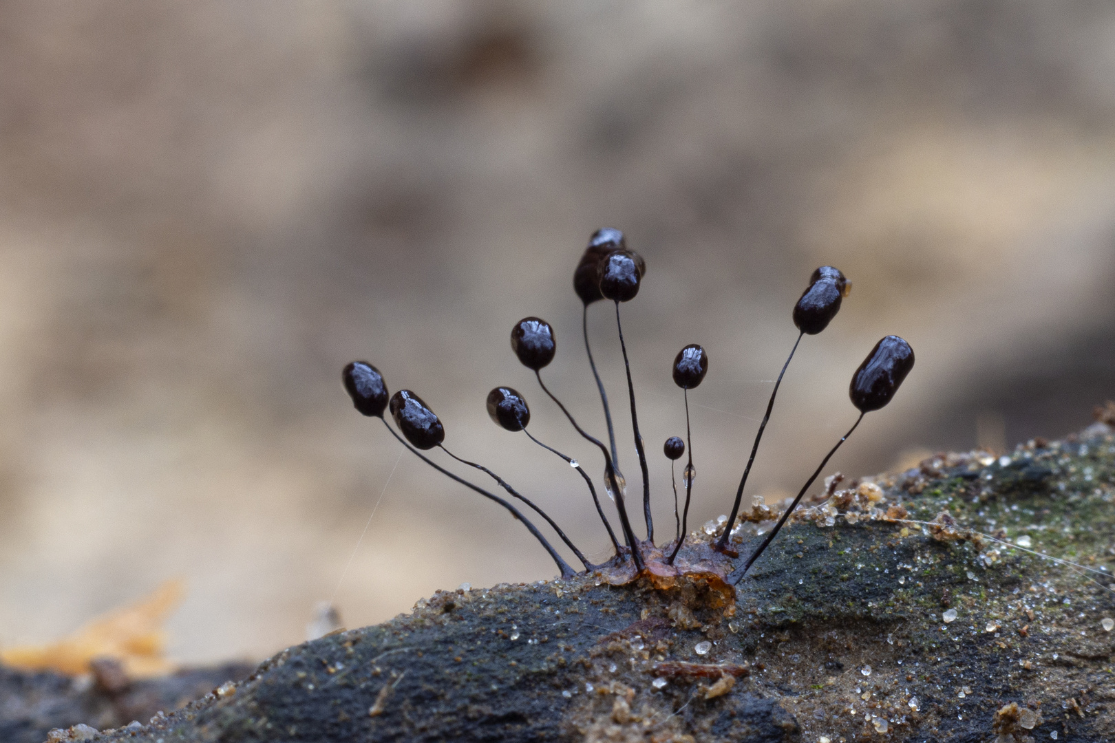 Ein Sträußchen Schleimer.. Foto & Bild | pflanzen, pilze & flechten ...