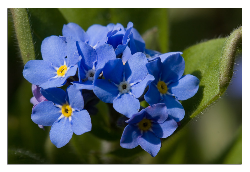 Ein Strauß Vergissmeinnicht Foto & Bild | pflanzen, pilze & flechten, blüten- & kleinpflanzen ...