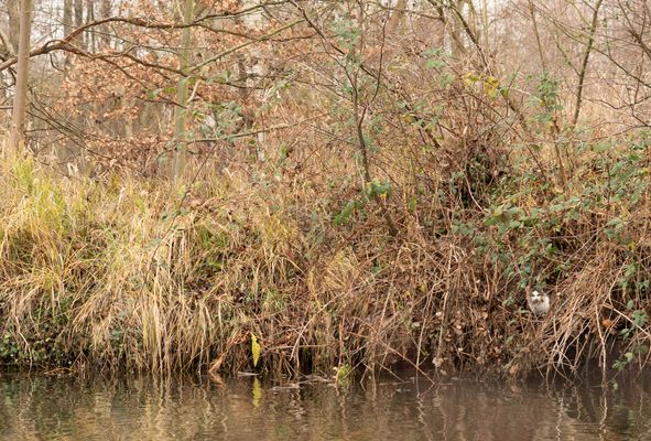 Katzen, Katzenbilder, Katzenfotos